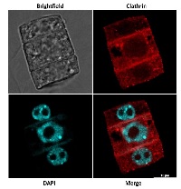 Anti-Clathrin heavy-chain 1,2, DyLight® 594 conjugated (40 µg) antibodies