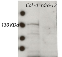 Anti-RDR6 | RNA-dependent RNA polymerase 6