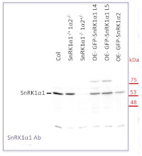 KIN10 | SNF1-related protein kinase catalytic subunit alpha KIN10