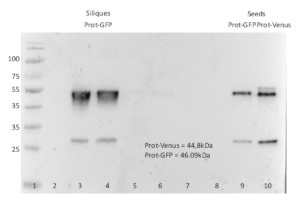Anti-GFP | Green Fluorescence Protein polyclonal antibodies