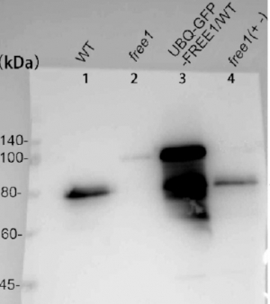 Anti-FREE1 | Protein FREE1 antibodies