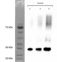 Anti-TIP1;1, TIP1;2 | tonoplast intrinistic protein 1-1, 1-2 (gamma ...