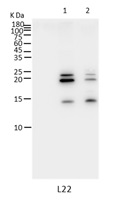 L22 | 50S ribosomal protein L22 ( chloroplastic)
