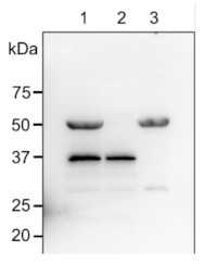 Anti-PTOX | Plastid terminal oxidase antibodies
