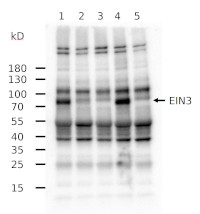Anti-EIN3 | Ethylene insensitive 3 antibodies