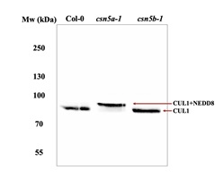 Anti-CUL1 | Cullin-1 antibodies