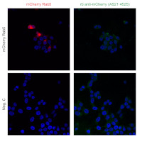 Anti-mNeonGreen | Fluorescent Protein antibodies