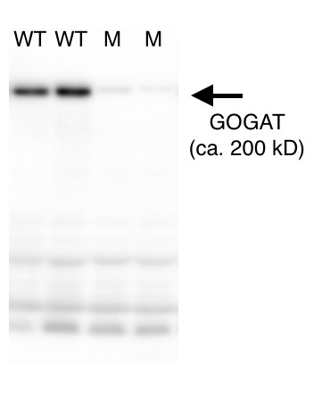 Anti-GOGAT (glutamate synthase) antibody