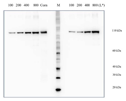 PEPC | phosphoenolpyruvate carboxylase protein standard