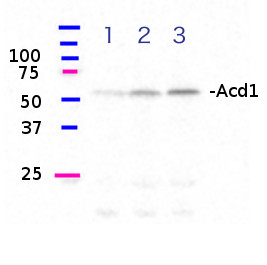 Anti-Acd1 | accelerated cell death 1 ANTIBODY