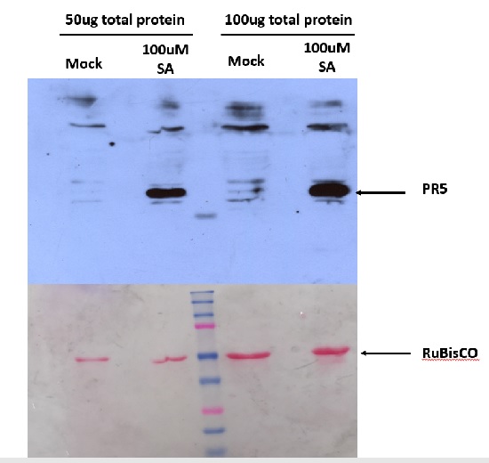 PR-5 | PATHOGENESIS-RELATED PROTEIN 5