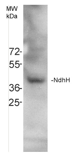 Anti-NAD(P)H-quinone oxidoreductase subunit H, chloroplastic antibodies